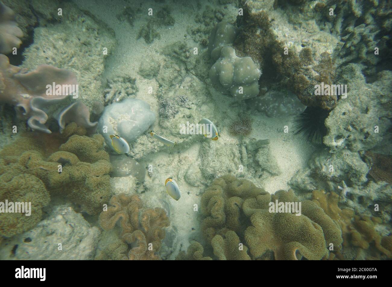 Family of Melon Butterflyfish Stock Photo - Alamy