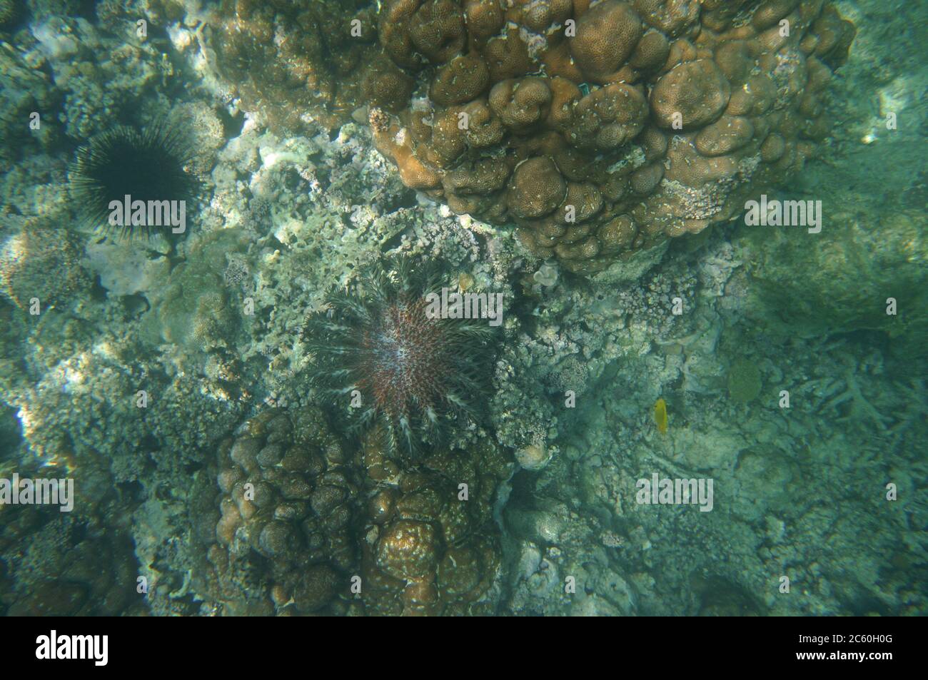 Solasteridae hi-res stock photography and images - Alamy