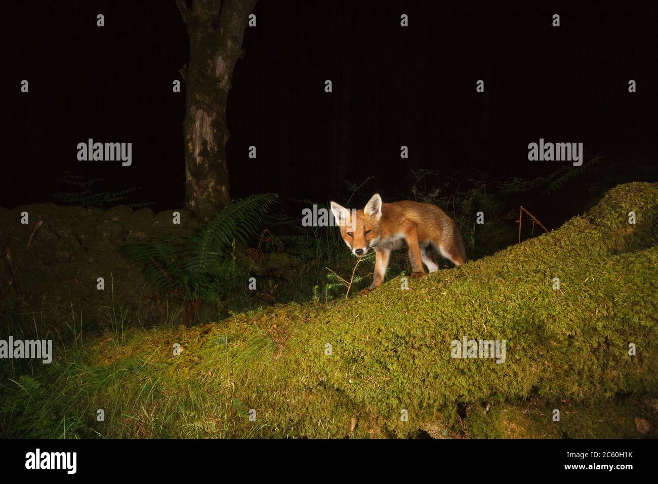 Red fox (vulpes vulpes) Loch Lomond and the Trossachs National Park ...