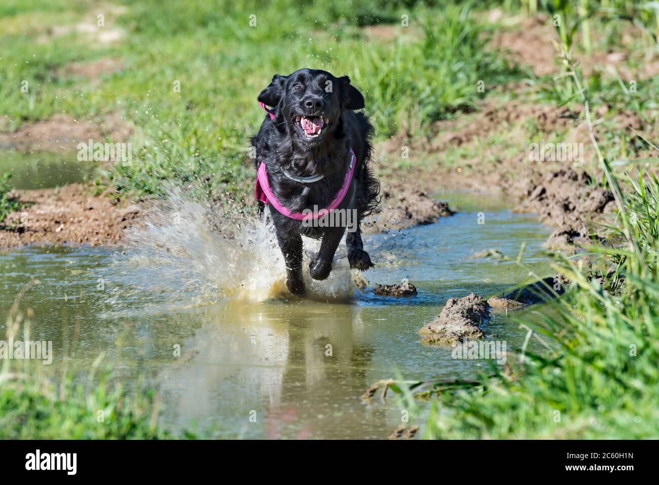 Dogs in mud hi-res stock photography and images - Alamy