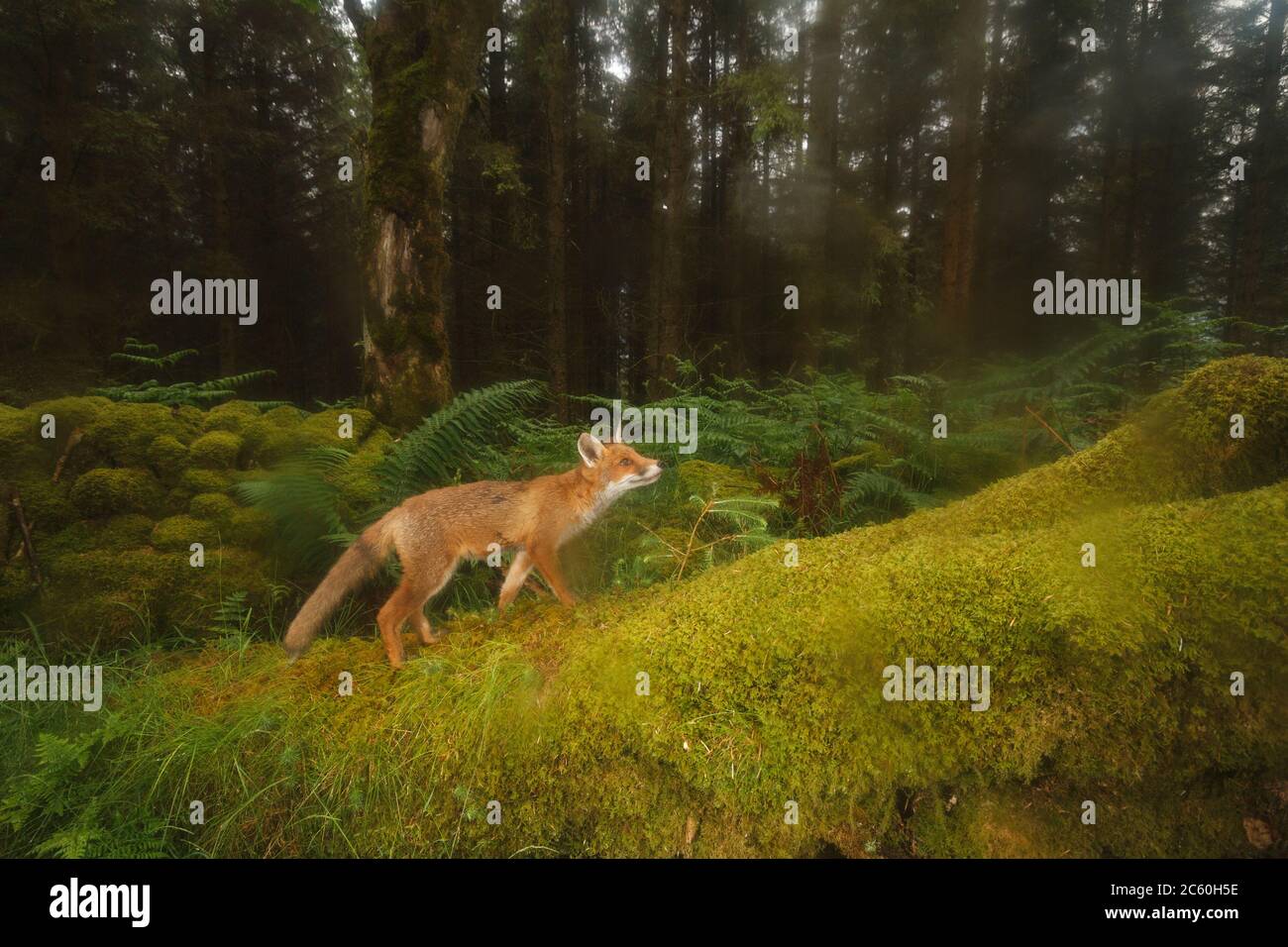 Scottish fox summer hi-res stock photography and images - Alamy