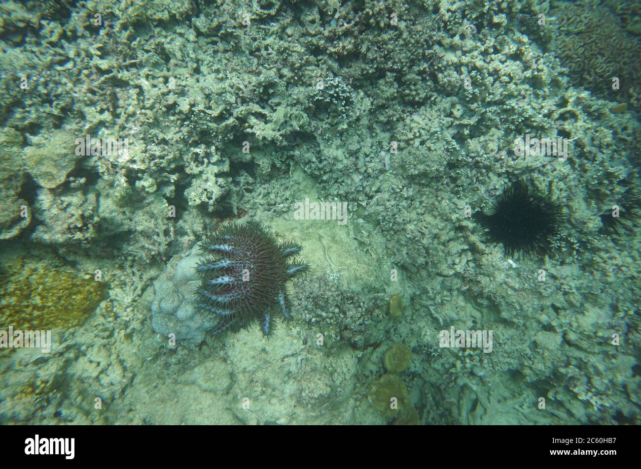 Sun star and sea star Stock Photo - Alamy