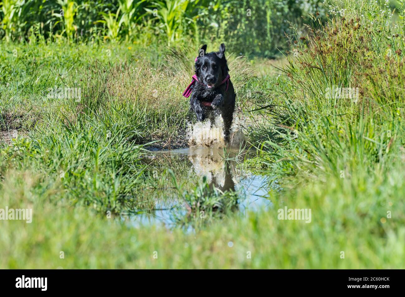 Dogs in mud hi-res stock photography and images - Alamy