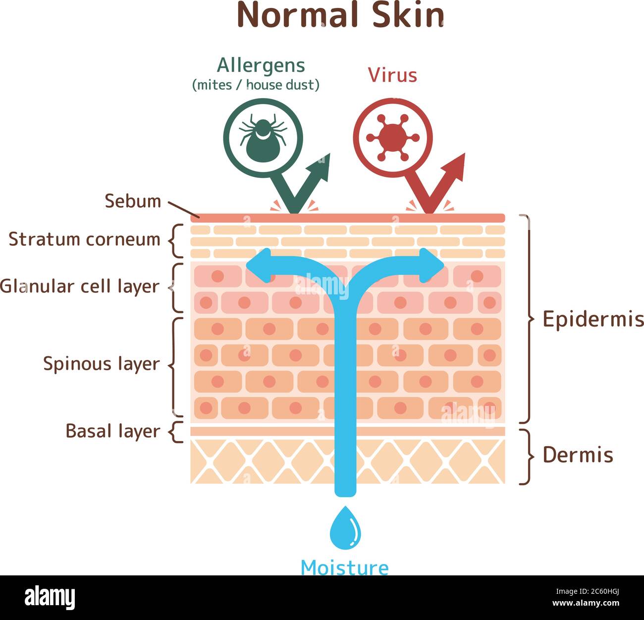 Sectional view of normal skin / vector illustration Stock Vector Image ...