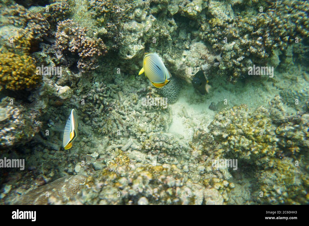 Melon butterflyfish hi-res stock photography and images - Alamy