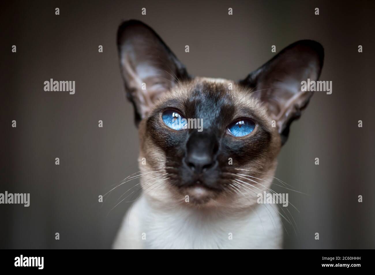 Portrait of a beautiful Siamese cat Stock Photo - Alamy