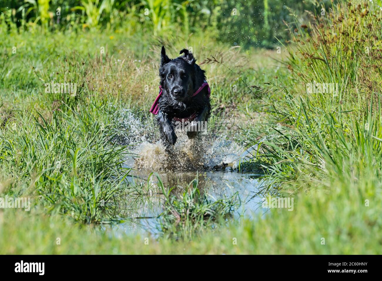 Dogs in mud hi-res stock photography and images - Alamy