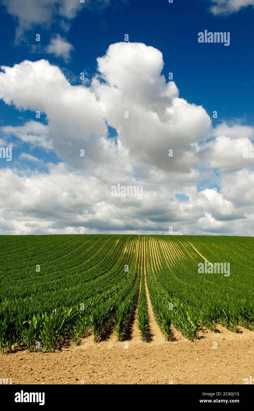 Field of corn in Auvergne. France Stock Photo - Alamy