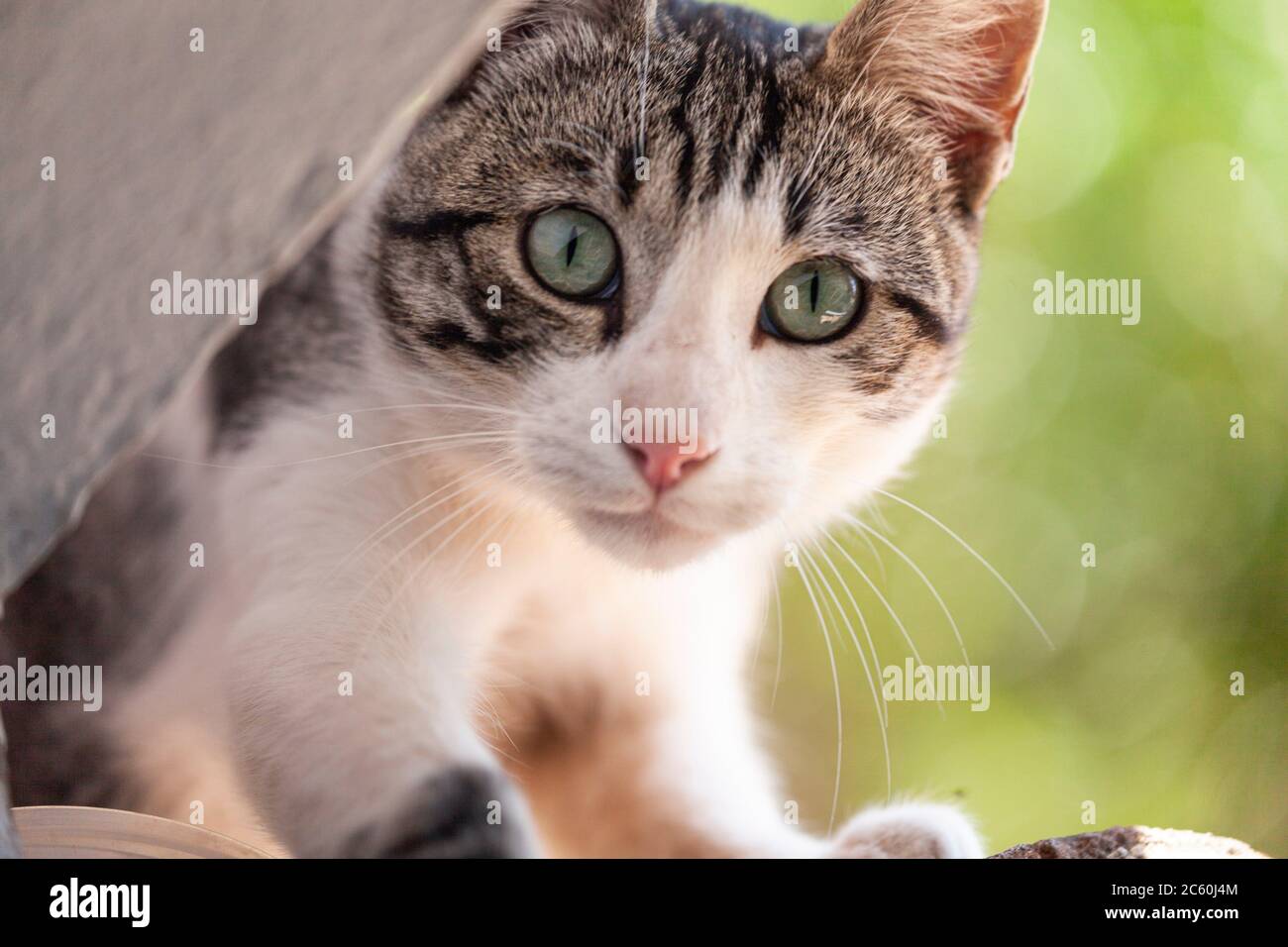 Gato tejado hi-res stock photography and images - Alamy