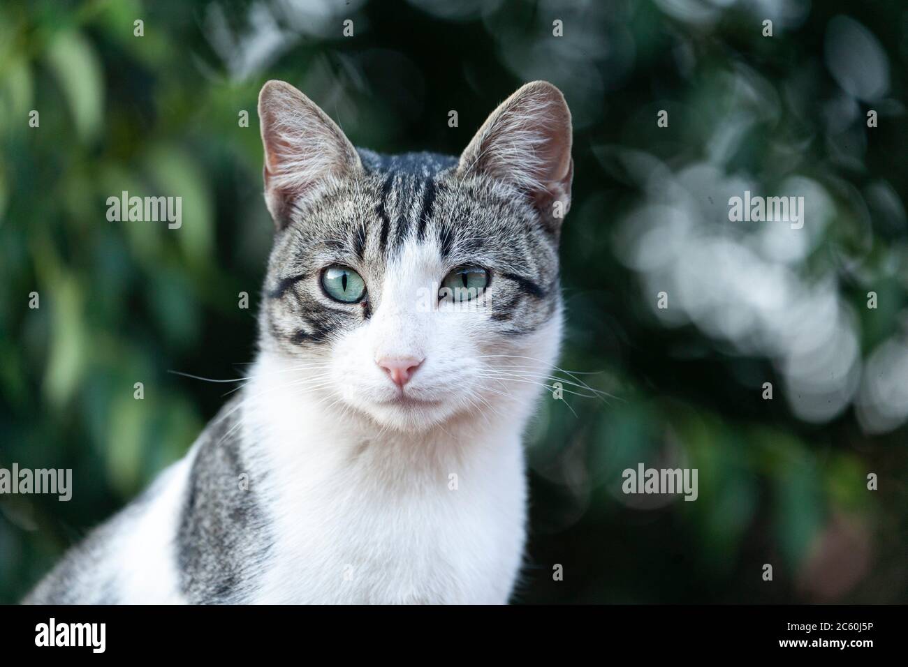 Gato tejado hi-res stock photography and images - Alamy