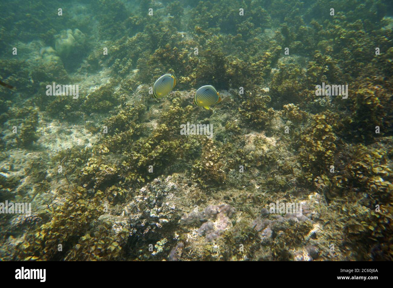 Pair of Melon Butterflyfish with underwater plants Stock Photo - Alamy