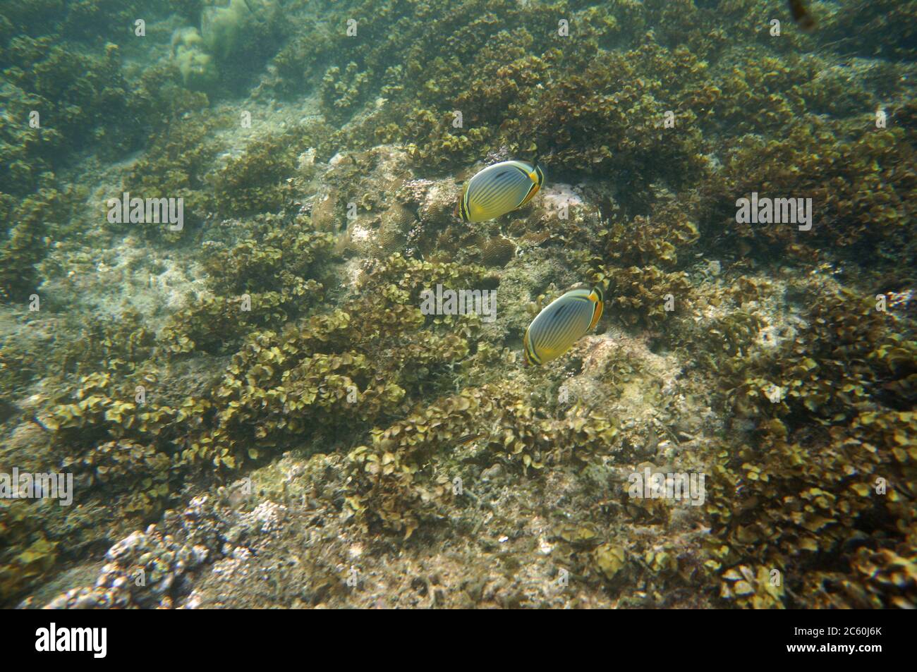 Pair of Melon Butterflyfish with underwater plants Stock Photo - Alamy