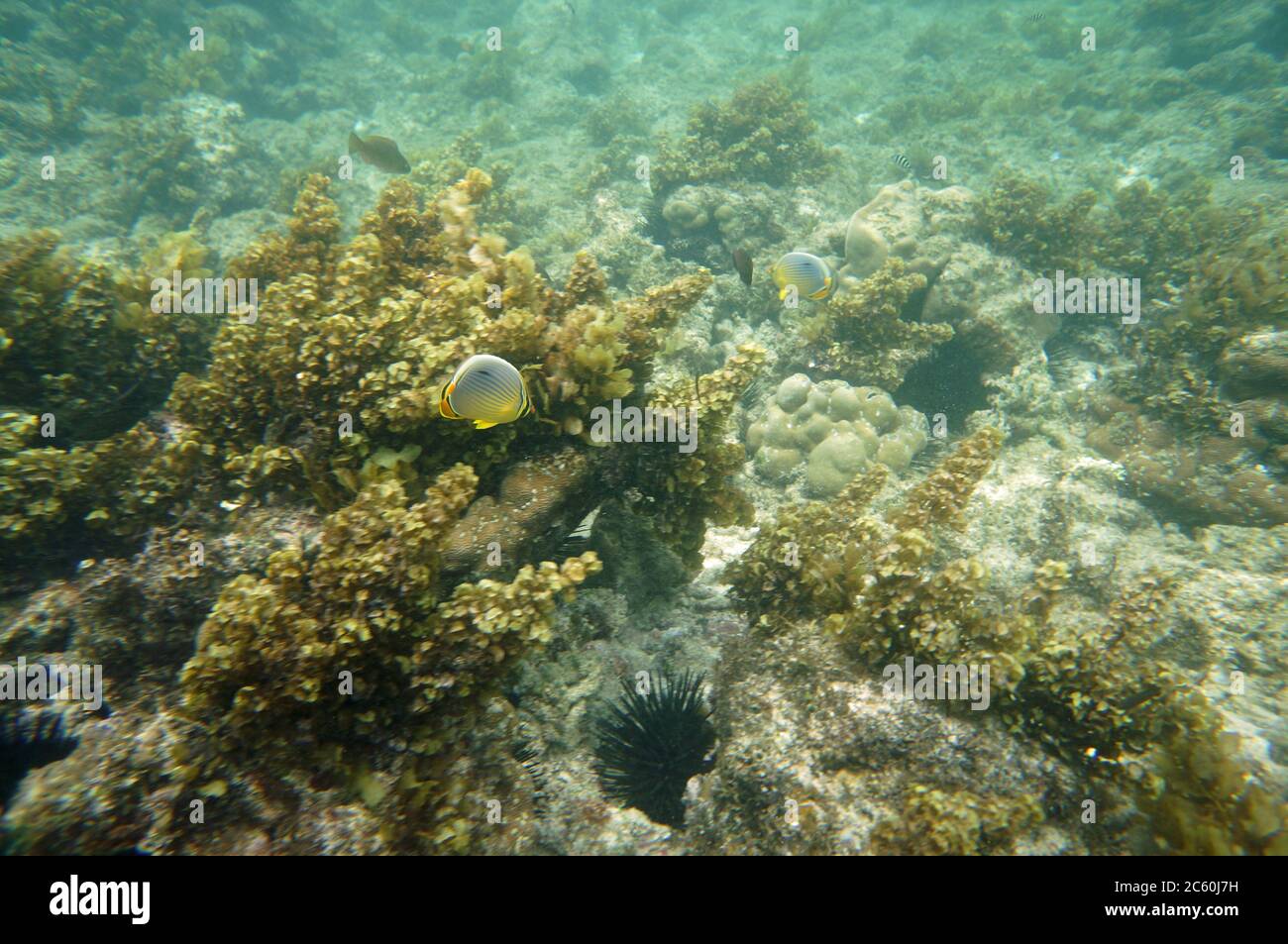 Melon butterflyfish with sea urchin and underwater plants Stock Photo ...