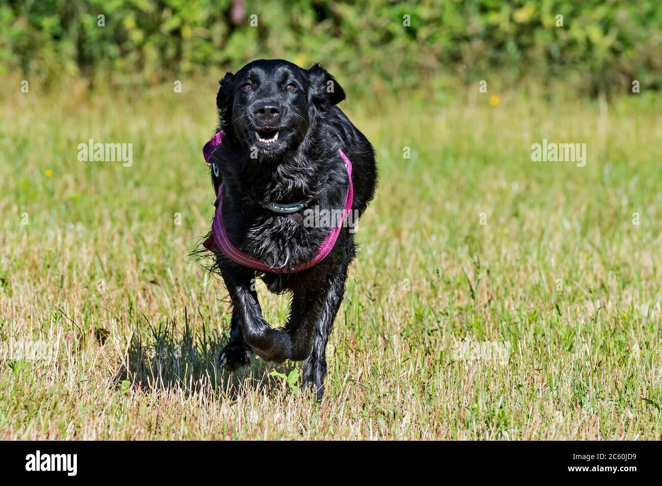 Black dogs running hi-res stock photography and images - Alamy