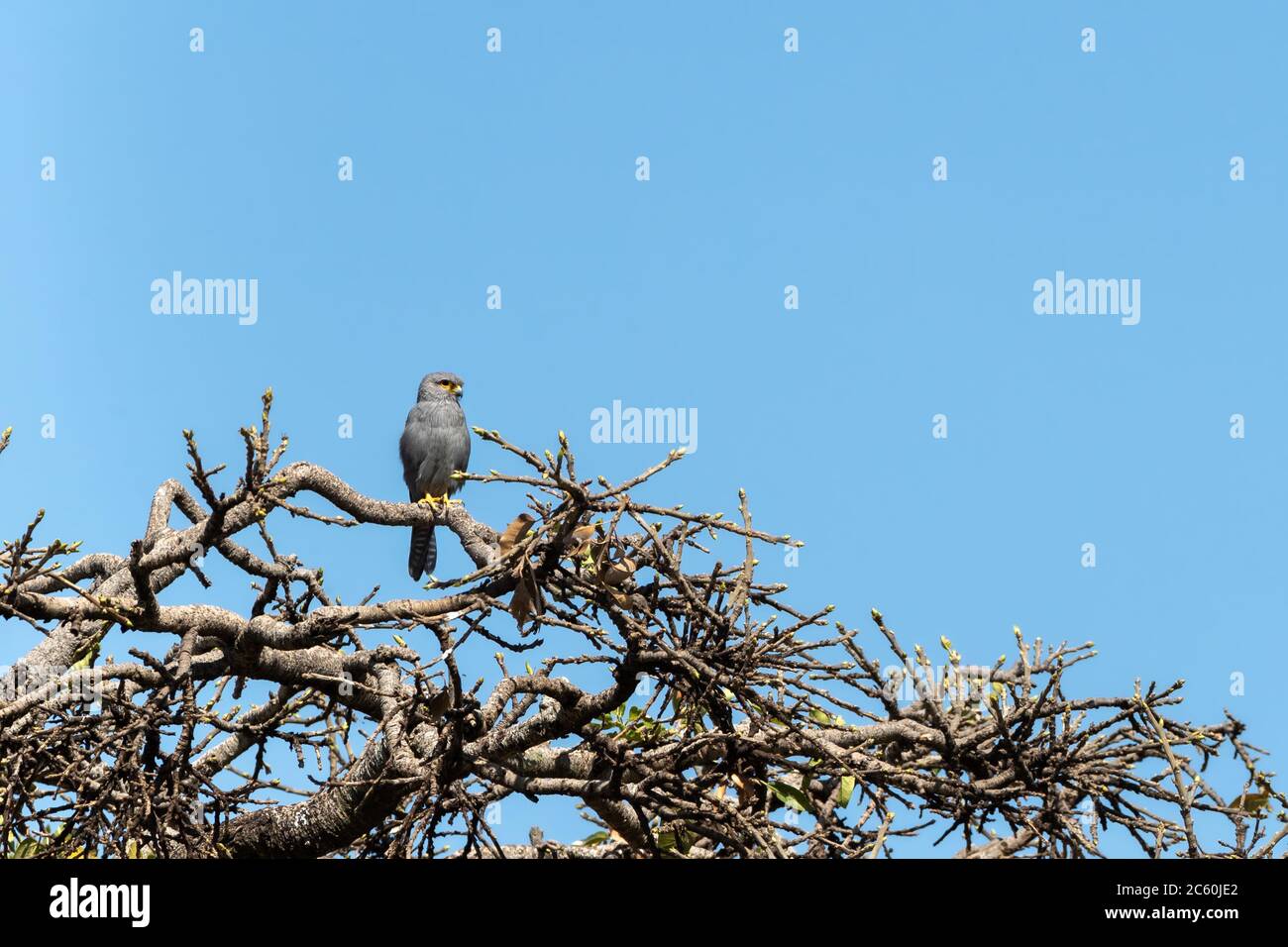 Grey Kestrel, falco ardosiaceus, perched in a tree in the Masai Mara ...