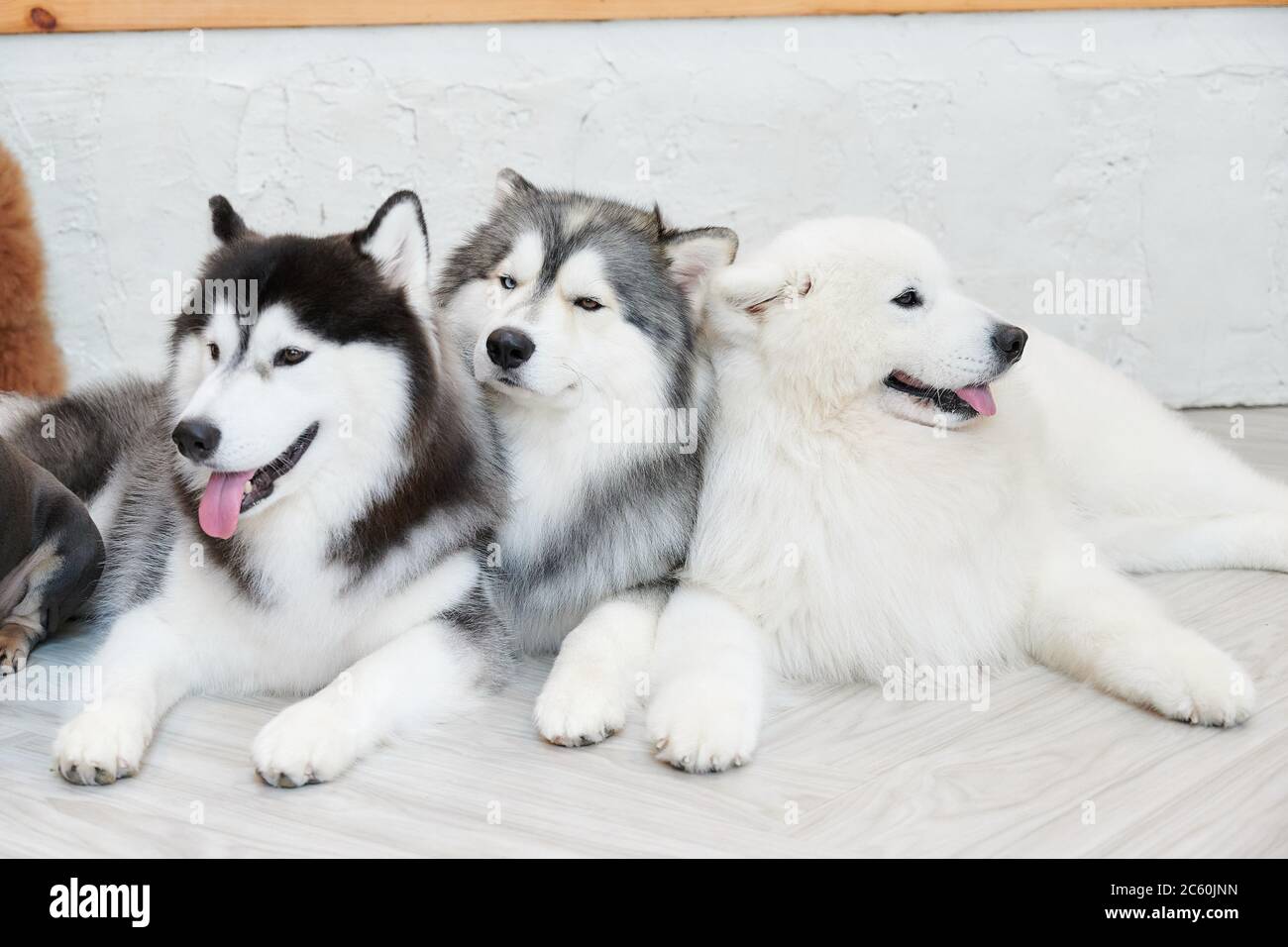 Siberian husky laying down and relaxing together Stock Photo - Alamy