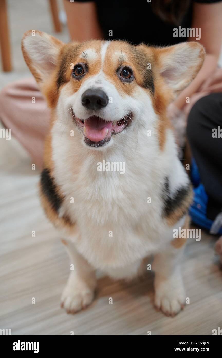 Corgis hi-res stock photography and images - Alamy