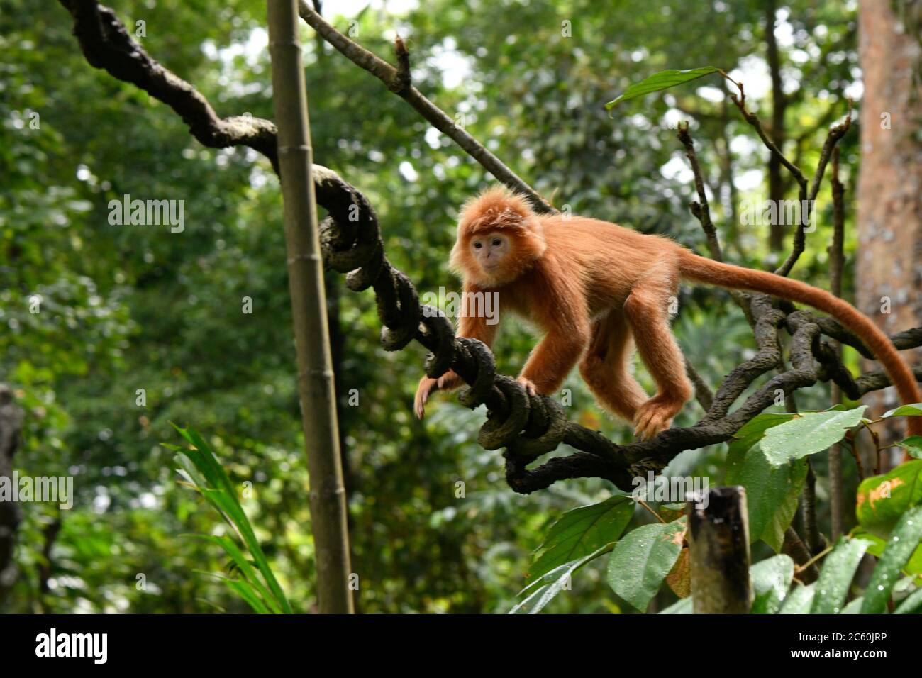Monkey living hi-res stock photography and images - Alamy