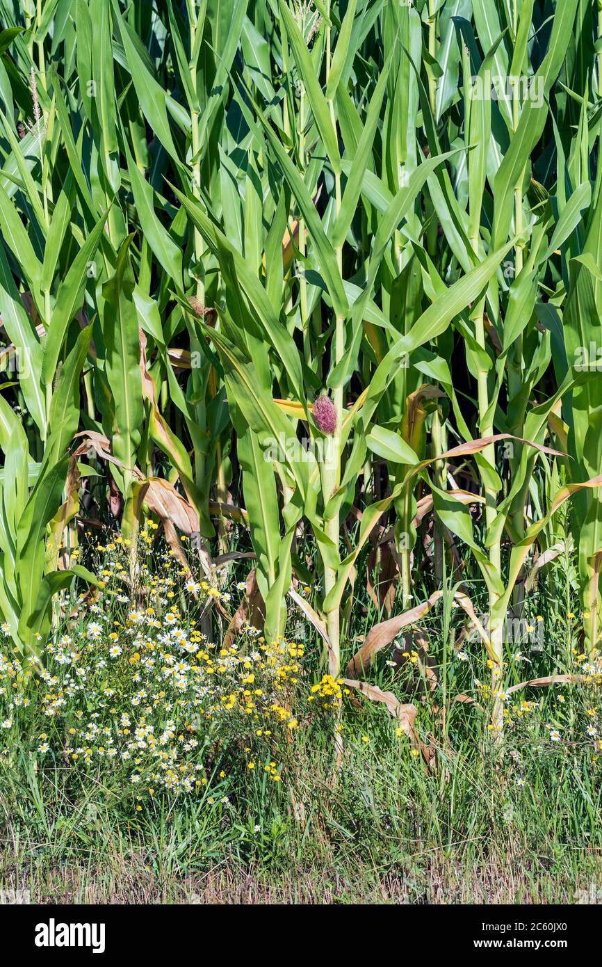 Zea country hi-res stock photography and images - Alamy