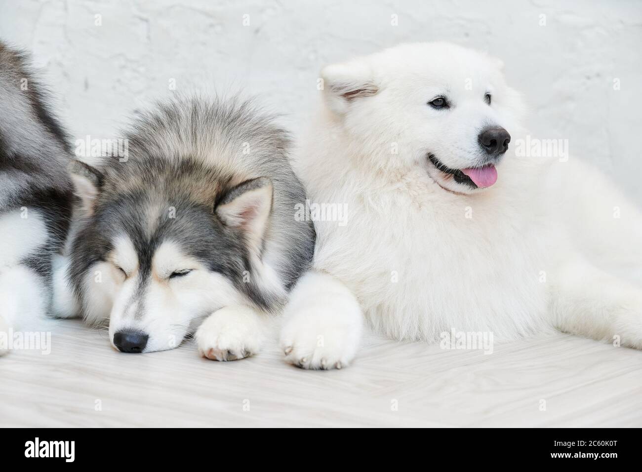 Husky laying down hi-res stock photography and images - Alamy
