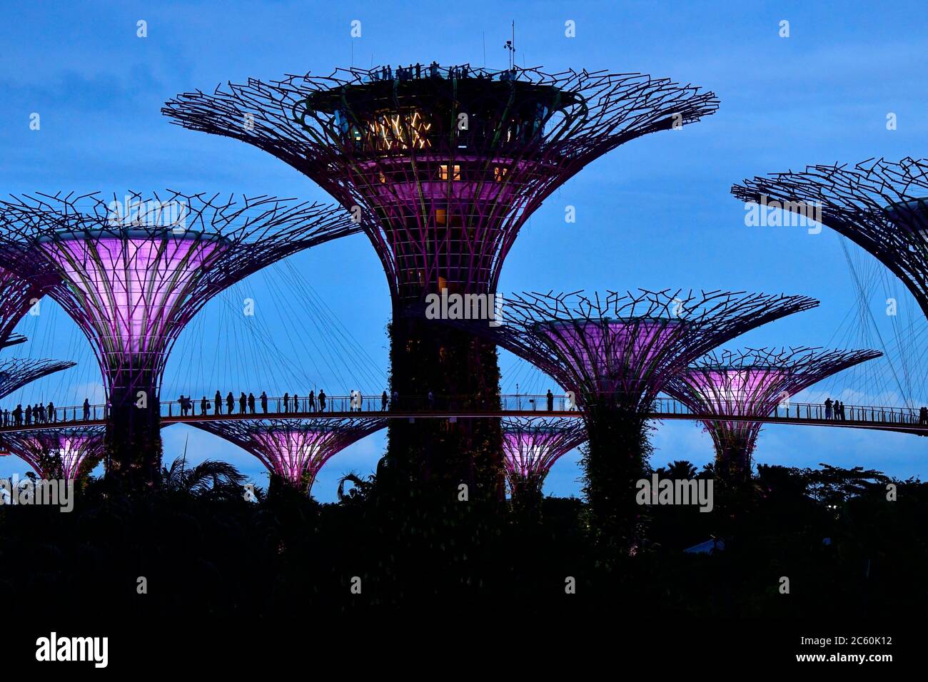 Evening view of the Supertree Grove at Gardens by the Bay,Singapore ...