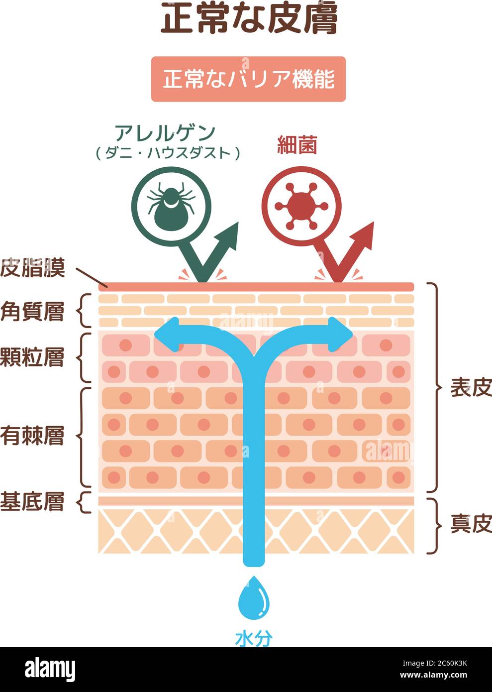Sectional view of normal skin / vector illustration Stock Vector Image ...