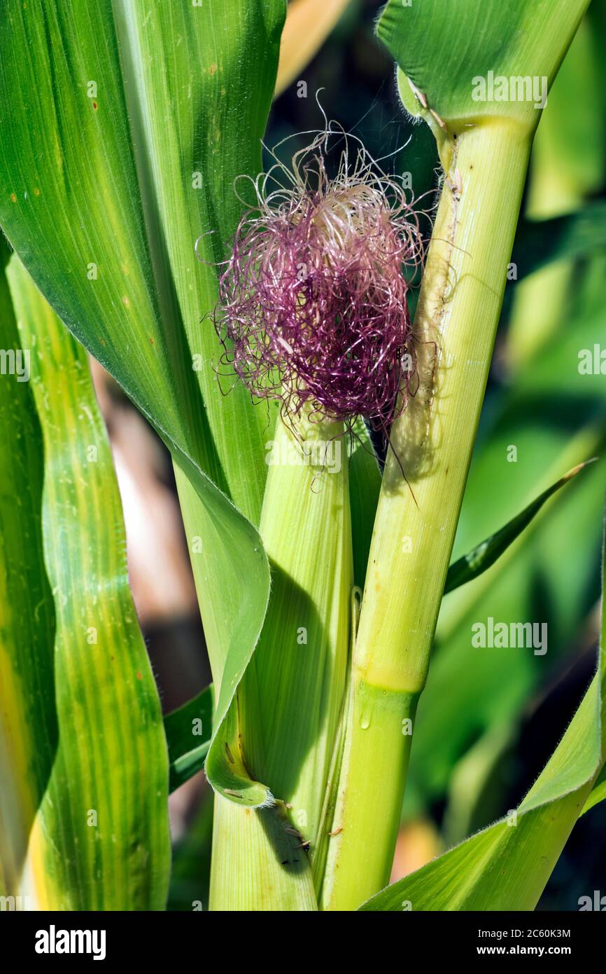 Corn (Zea mays Stock Photo - Alamy