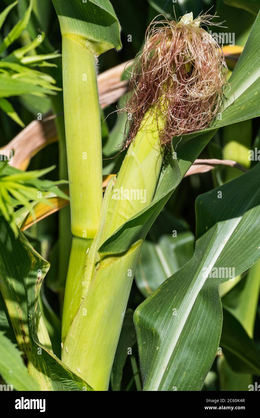 Corn (Zea mays Stock Photo - Alamy