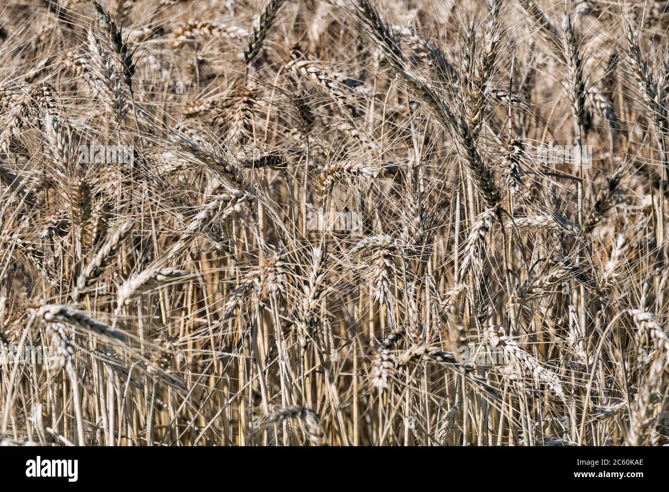 Triticum sp hi-res stock photography and images - Alamy