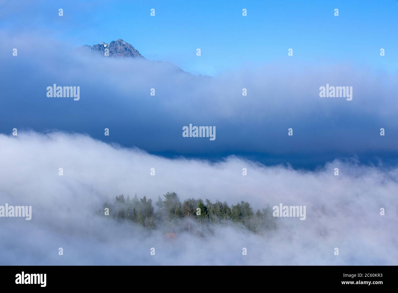 Misty landscape with fir forest of pine trees in New Zealand Stock ...
