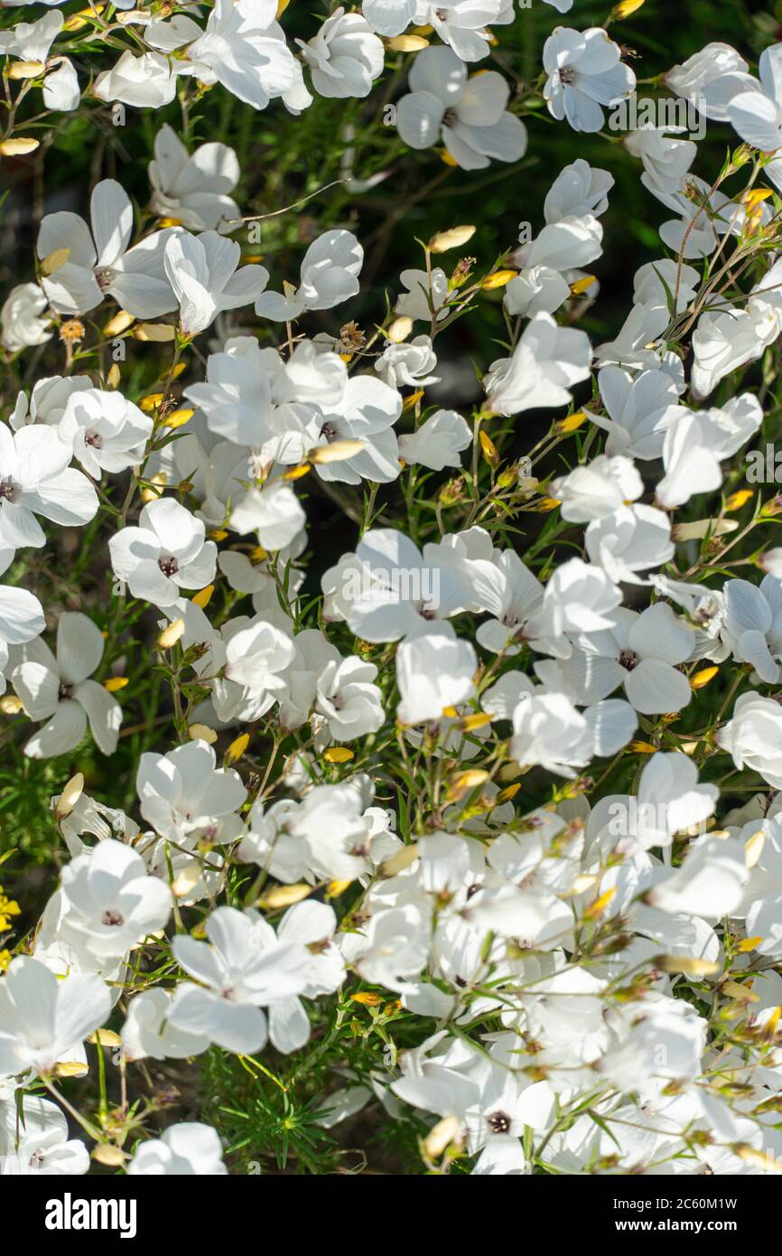 Arenaria Montana High Resolution Stock Photography and Images - Alamy