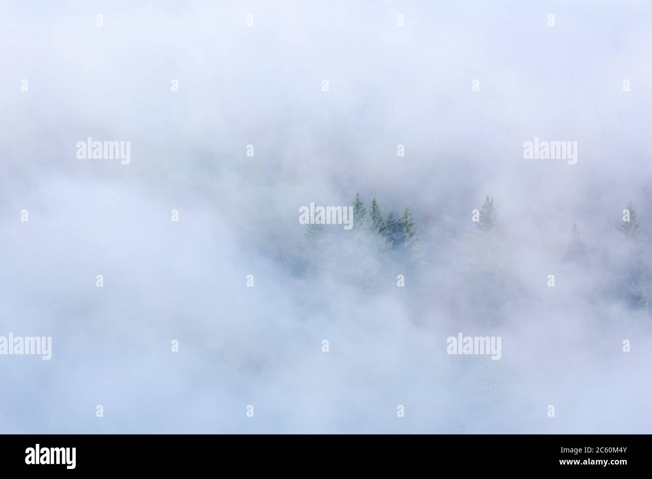 Misty landscape with fir forest of pine trees in New Zealand Stock ...