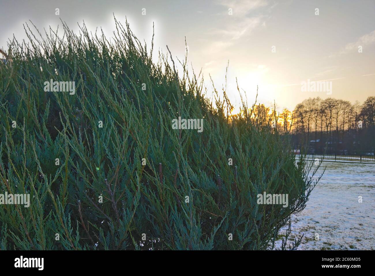 Juniper tree sunset hi-res stock photography and images - Alamy