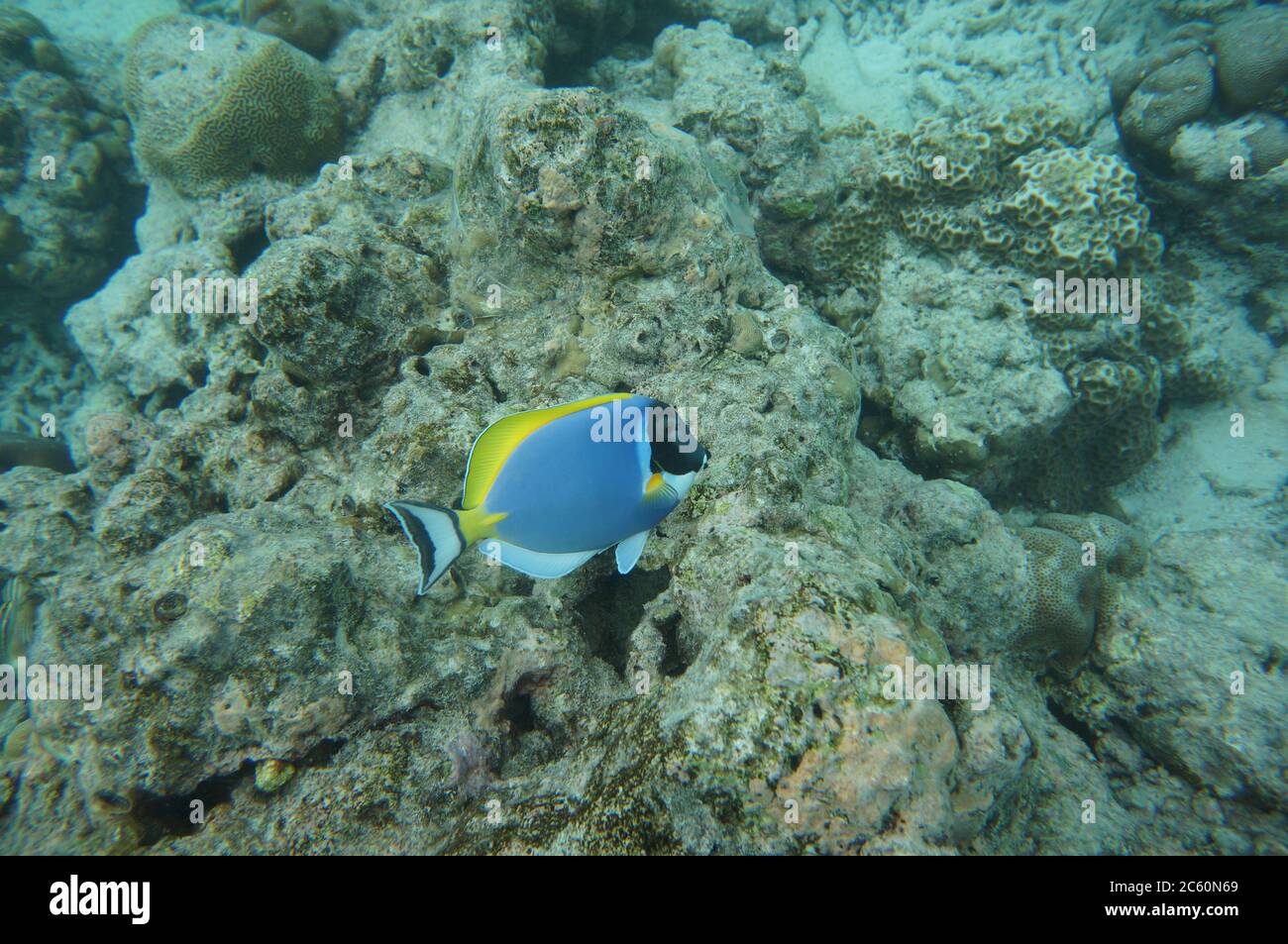 Powderblue tang fish hi-res stock photography and images - Alamy