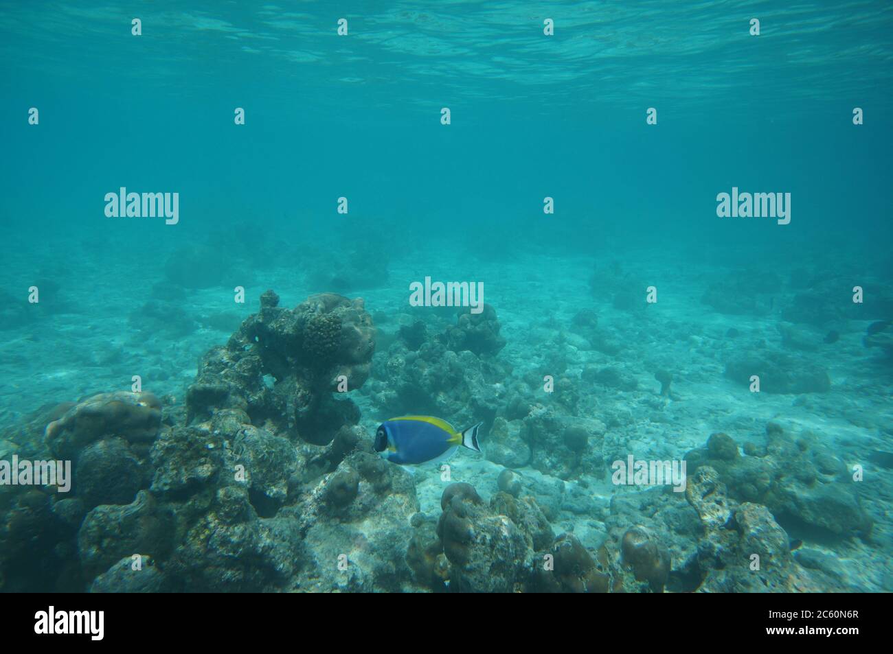 Powderblue surgeon fish hi-res stock photography and images - Alamy