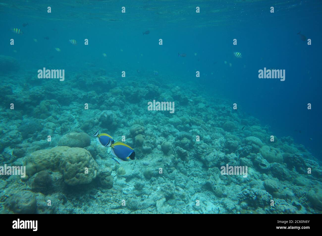 Powderblue surgeonfishes hi-res stock photography and images - Alamy