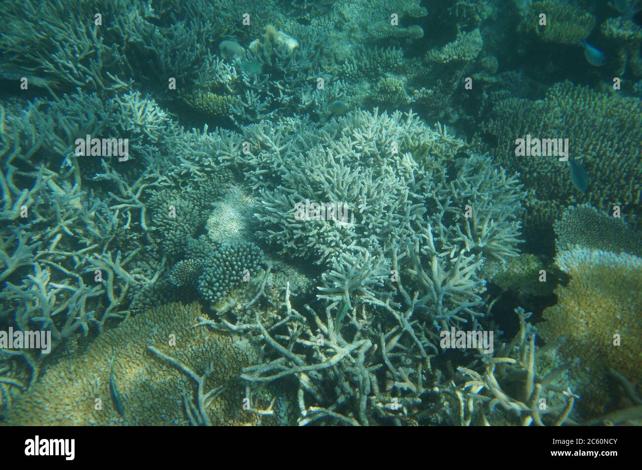 Different corals hi-res stock photography and images - Alamy