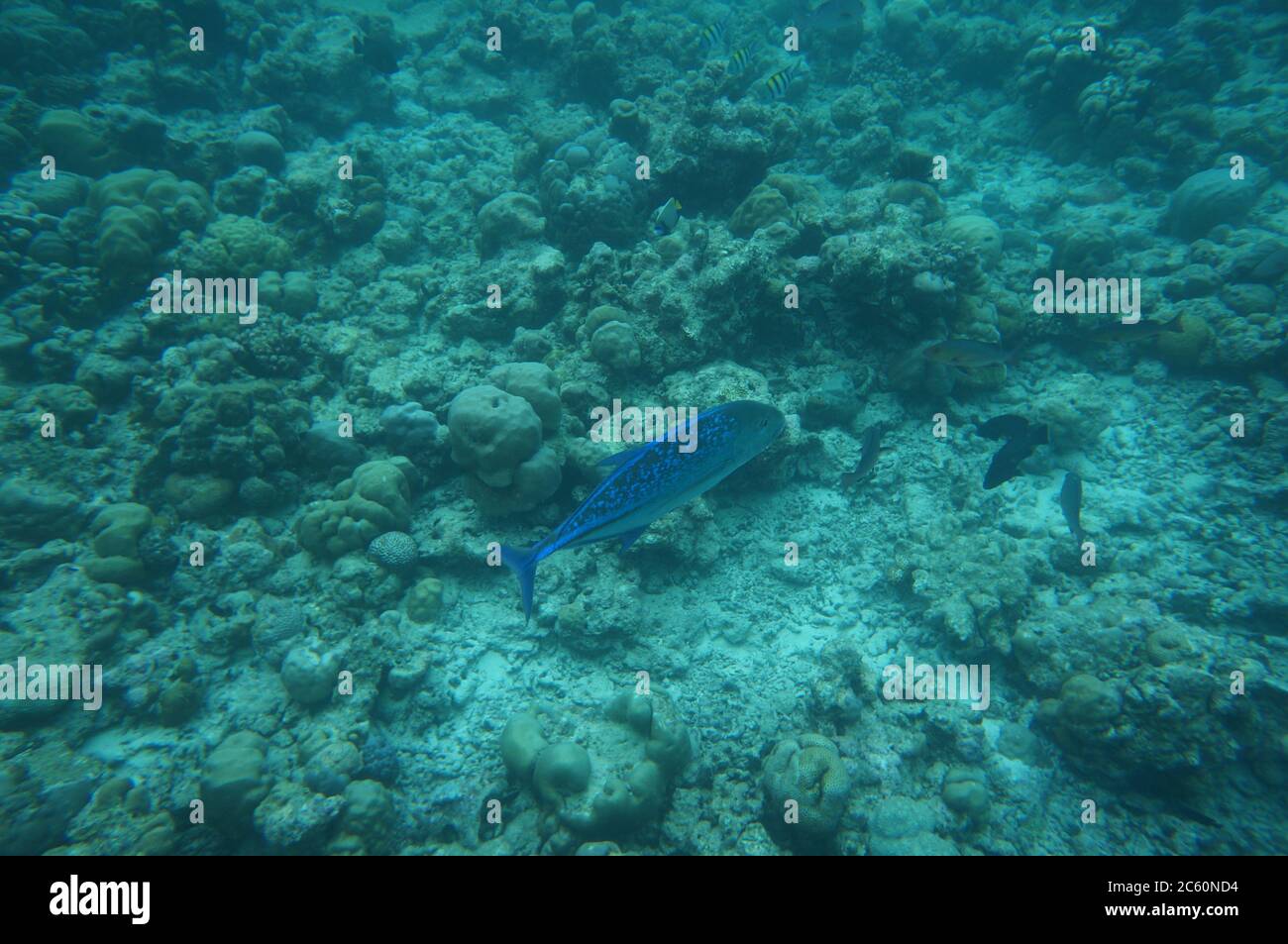Bluefin kingfish hi-res stock photography and images - Alamy