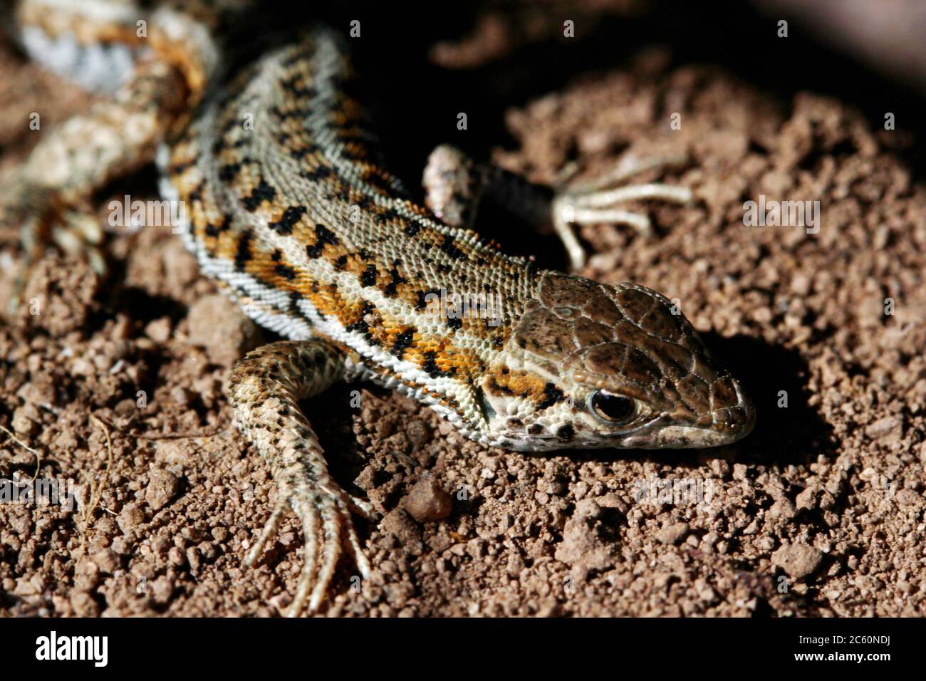 cute lizard looking at the camera Stock Photo - Alamy
