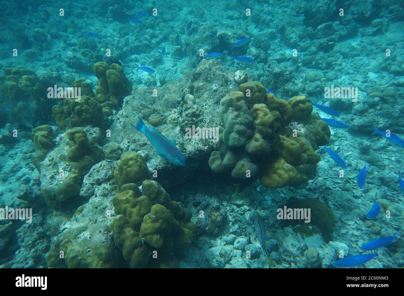 Fusilier fish maldives hi-res stock photography and images - Alamy