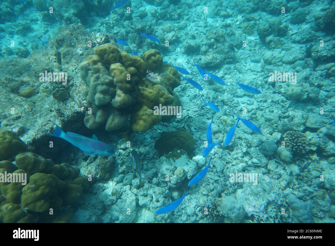 Fusilier fish maldives hi-res stock photography and images - Alamy