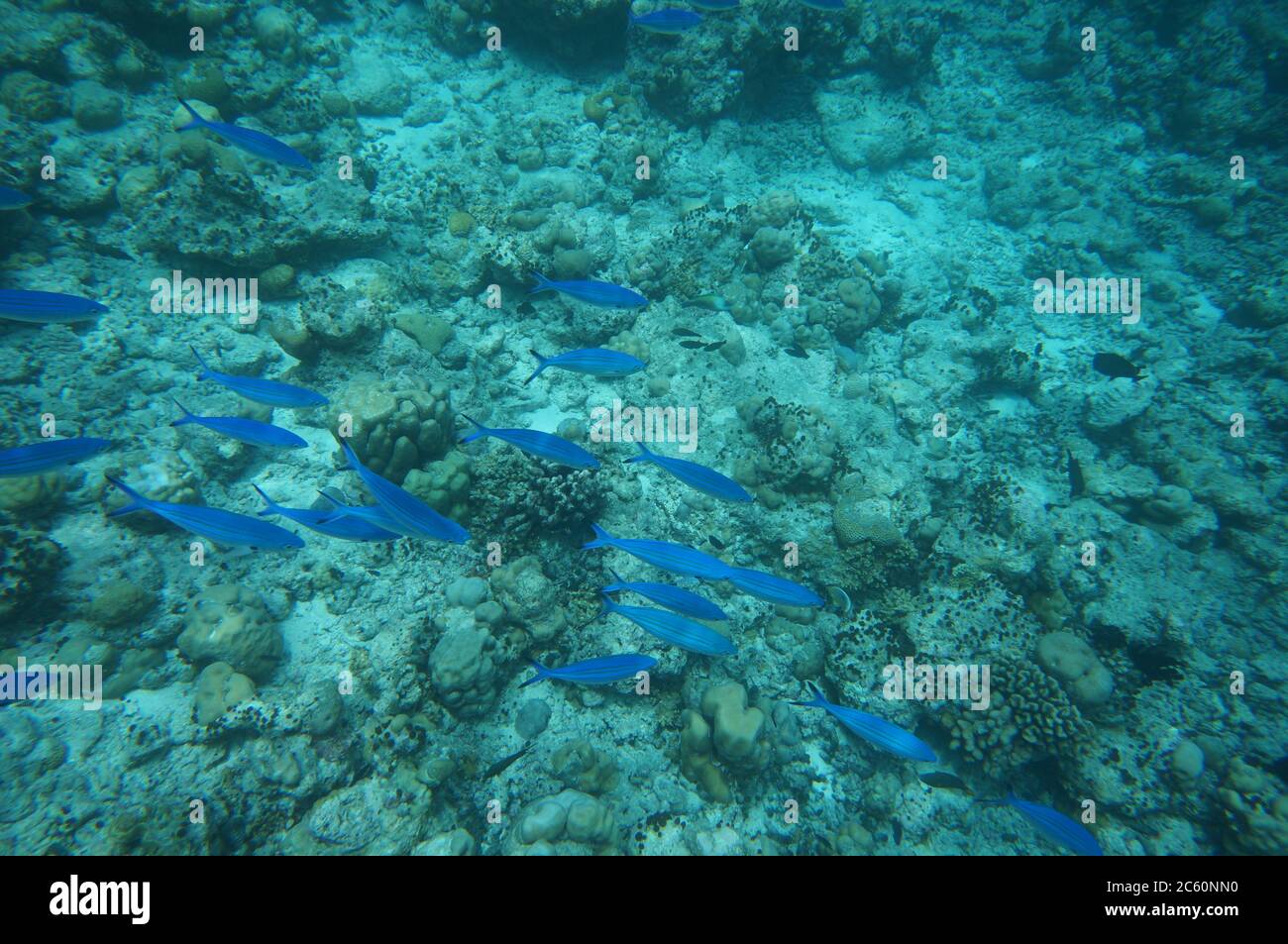 Lunar Fusilier Swarm swimming diagonally through the picture Stock ...