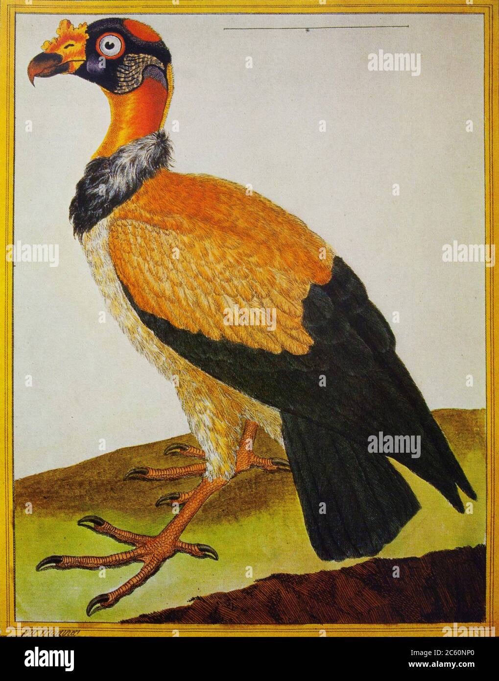 American King Vulture High Resolution Stock Photography and Images - Alamy