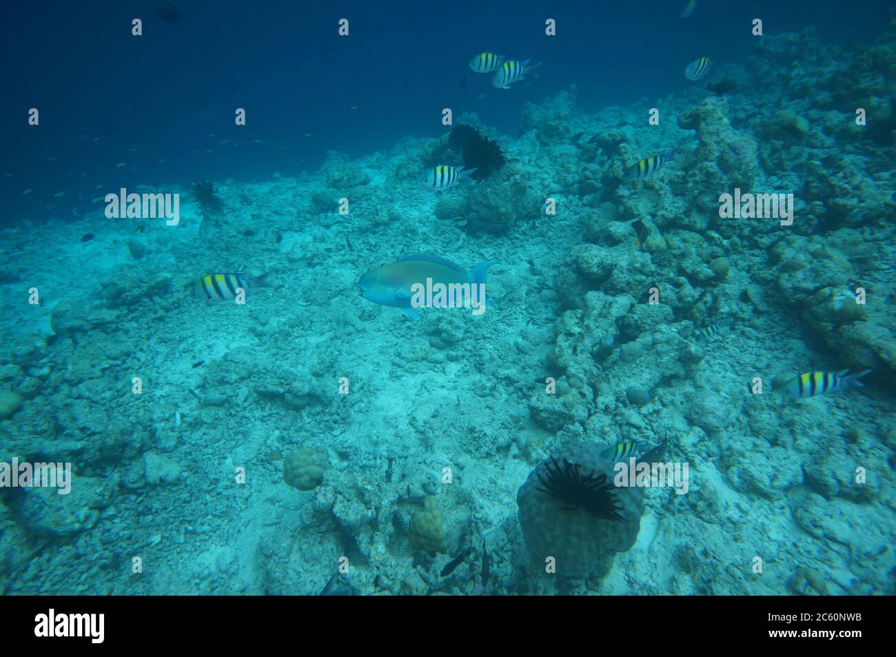 Indian feather fish hi-res stock photography and images - Alamy