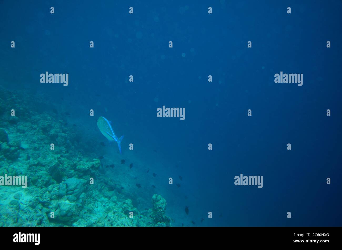 Blue kingfish hi-res stock photography and images - Alamy