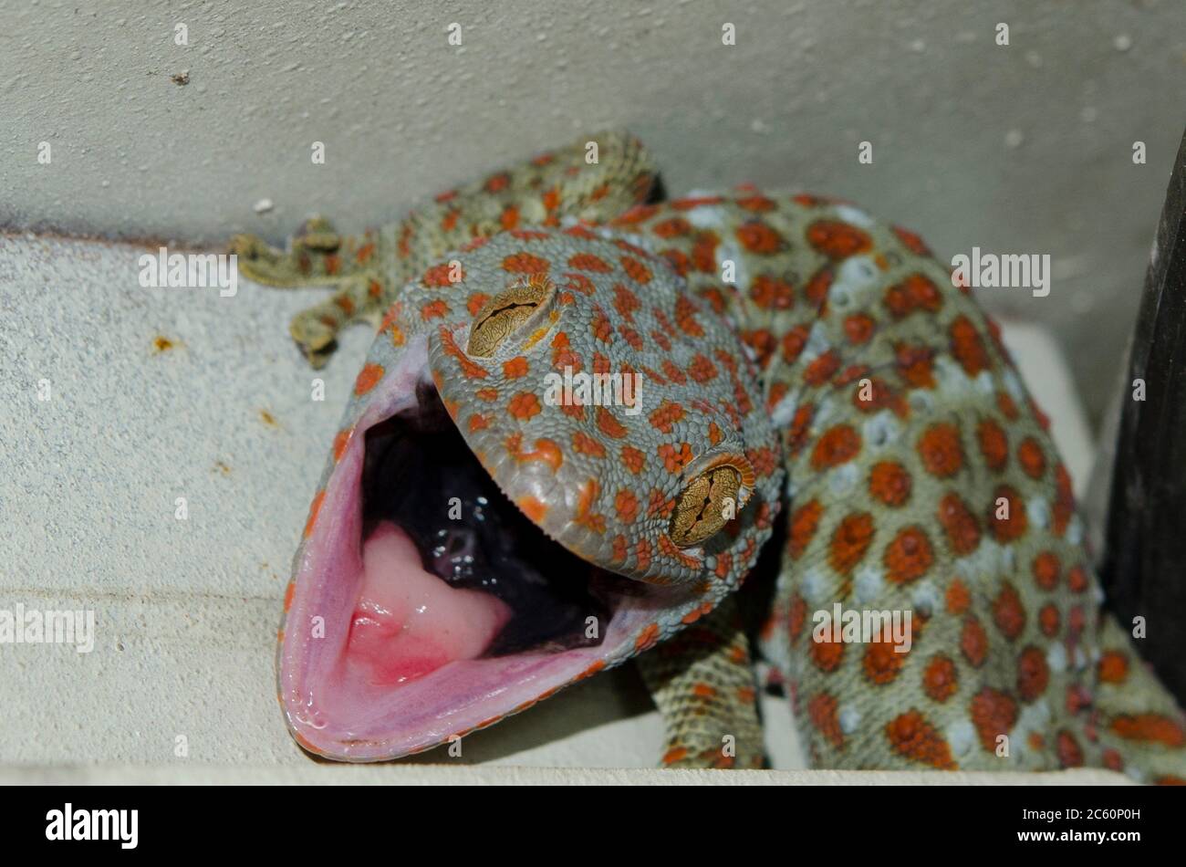 Gekko gecko asia wildlife High Resolution Stock Photography and Images ...