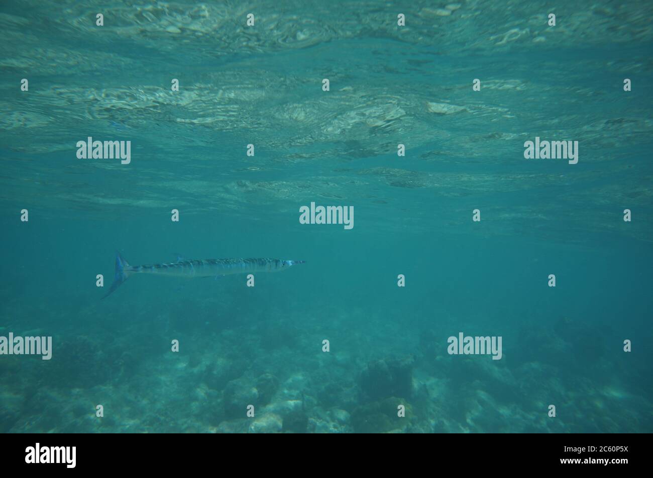 Hound fish hi-res stock photography and images - Alamy