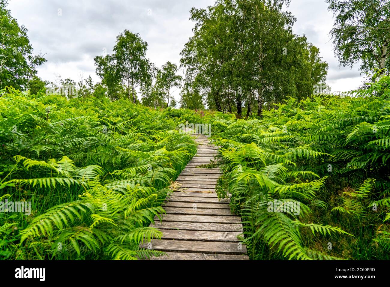 Wood planks path in the Struffelt Nature Reserve, near Roetgen-Rott ...