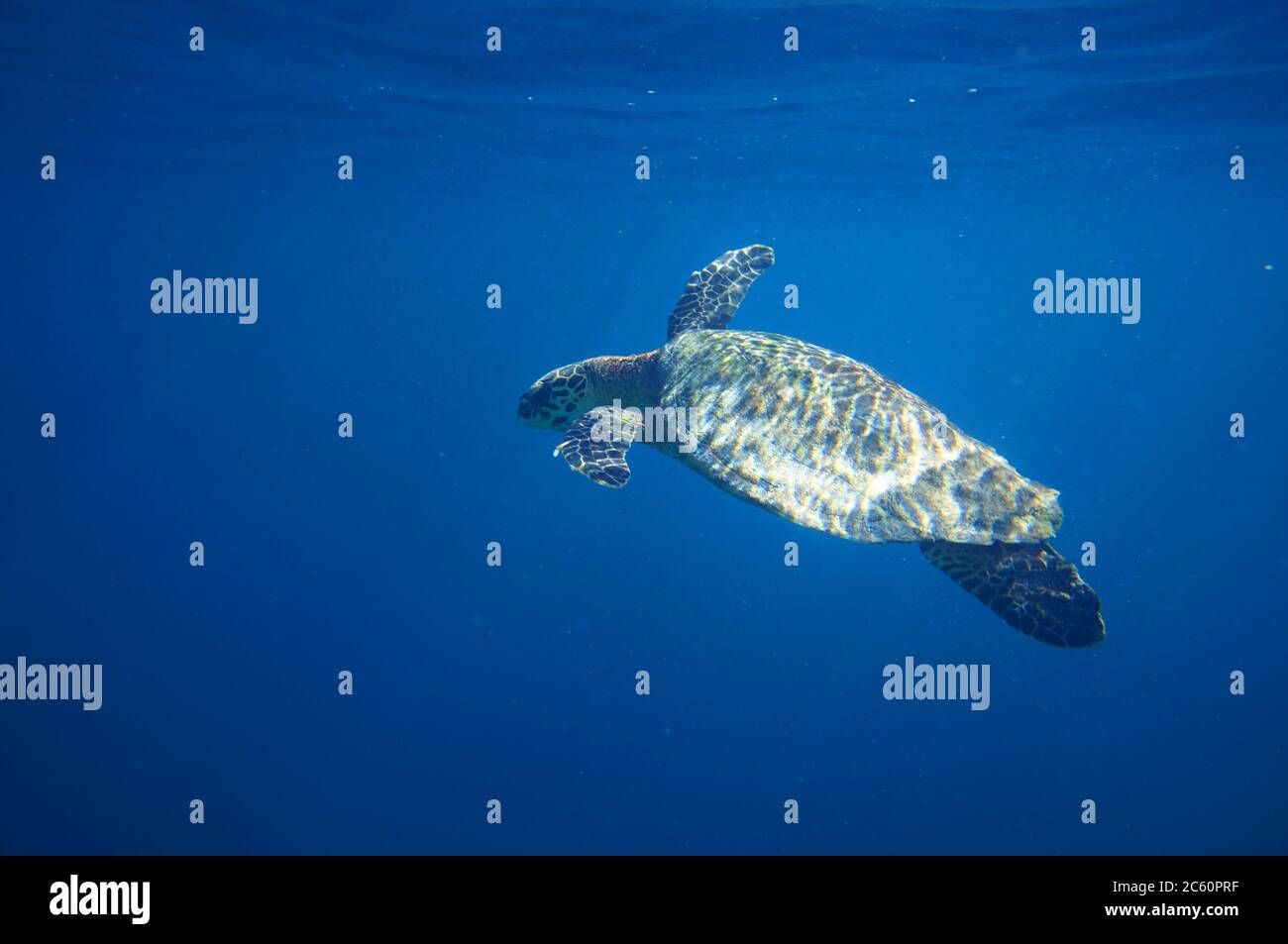 Green Sea Turtle swimming up Stock Photo - Alamy