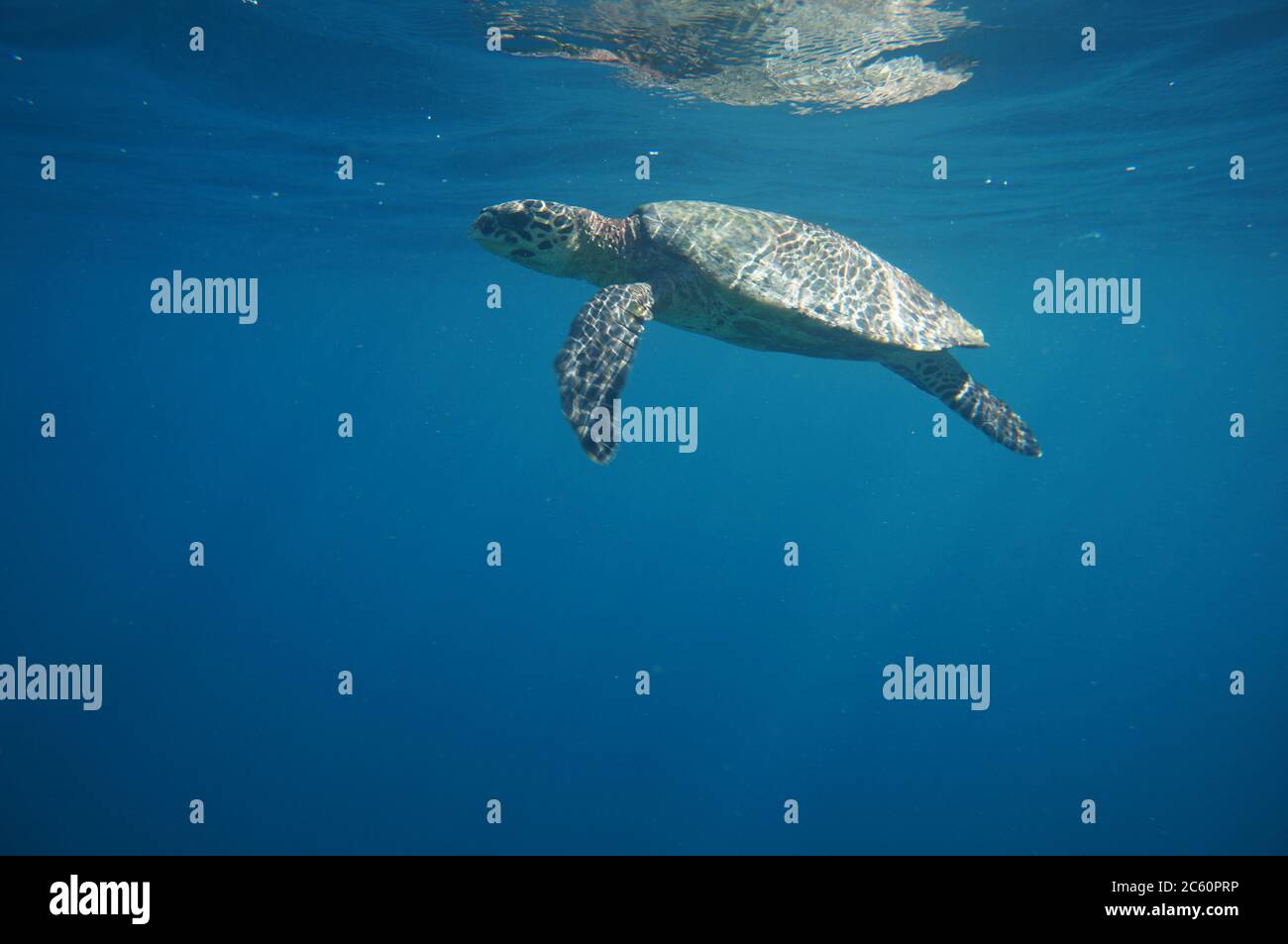 Green Sea Turtle snapping air Stock Photo - Alamy